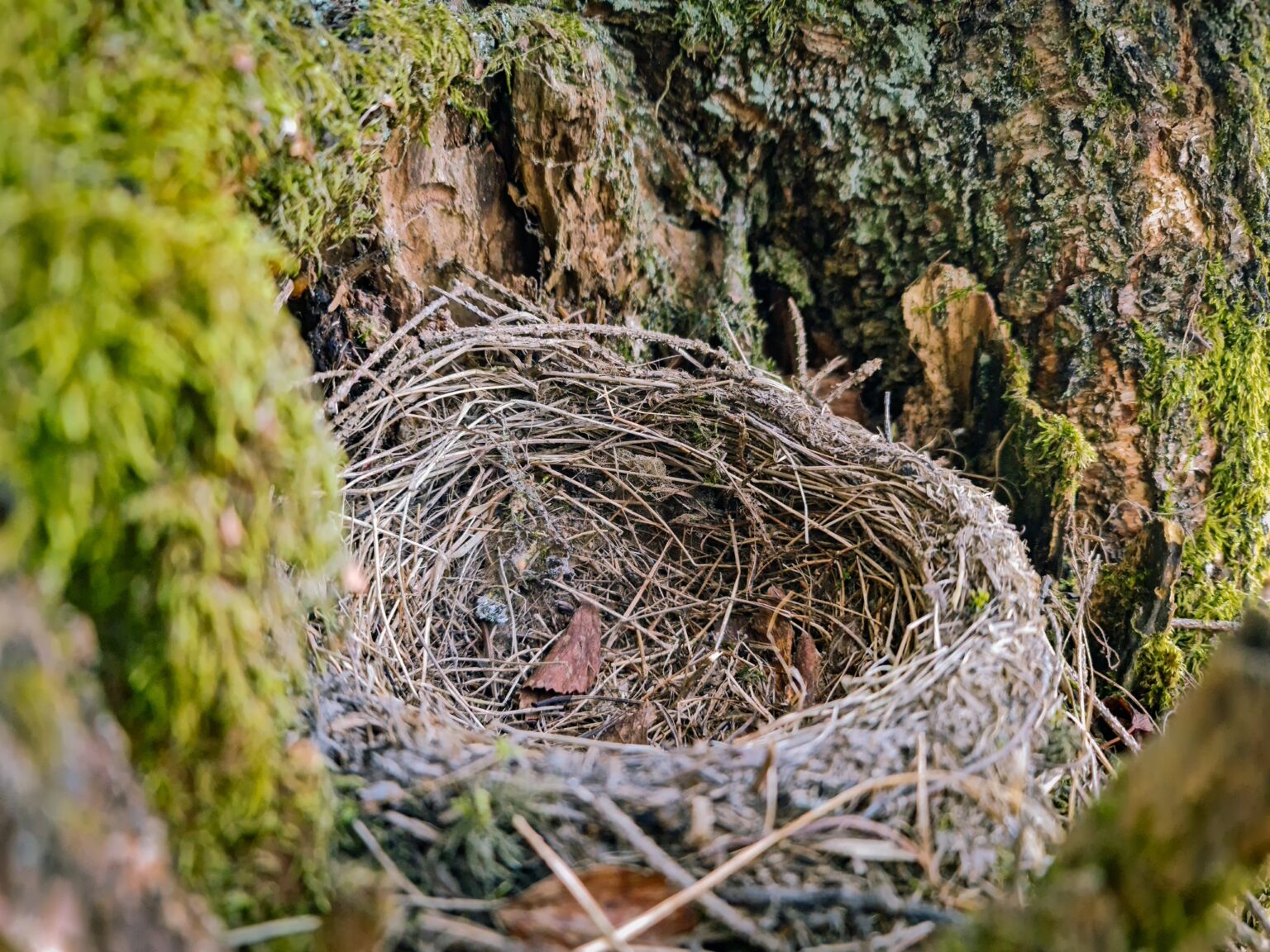 The Ultimate guide for empty nesters-easy tips to cope